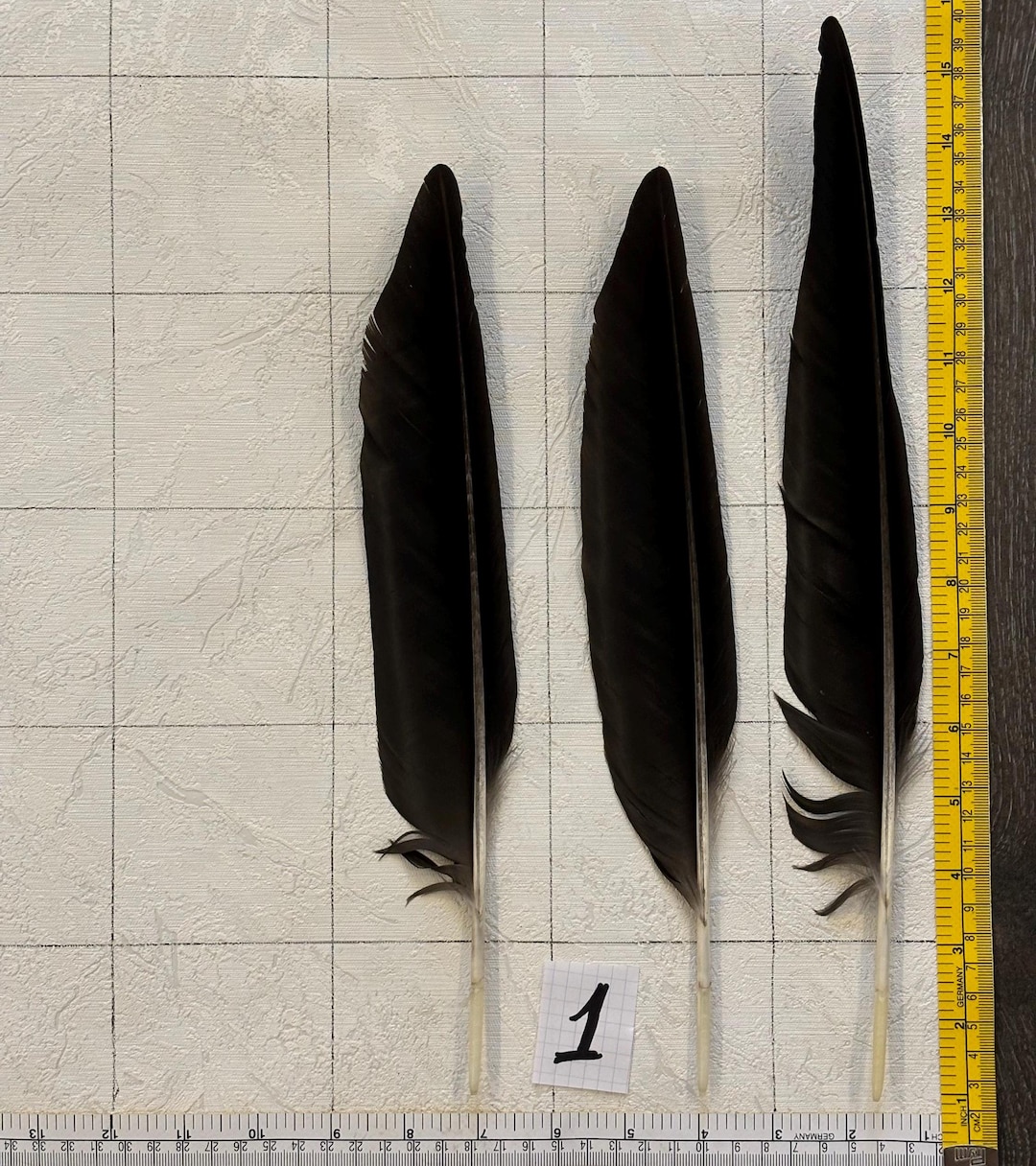 12-15 Inch Real Feathers of European Raven (corvus Corax) - Set of 3 ...