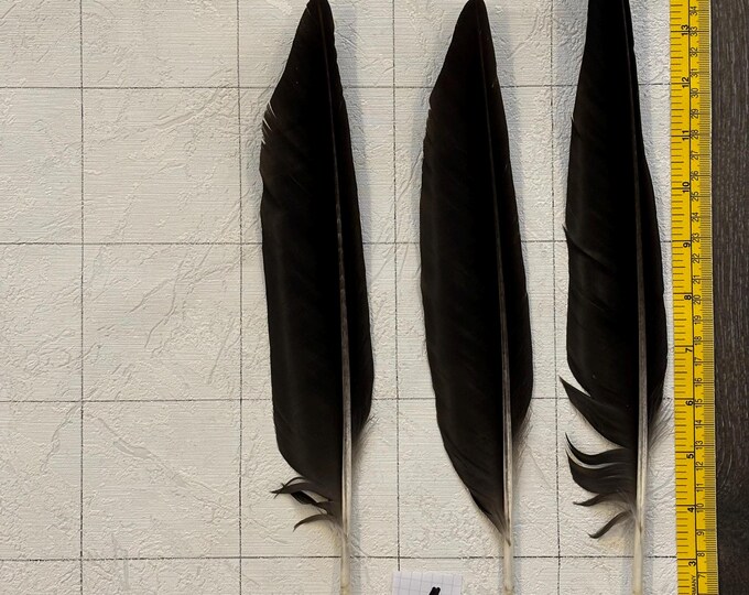 12-15 Inch Real Feathers of European Raven (corvus Corax) - Set of 3 ...