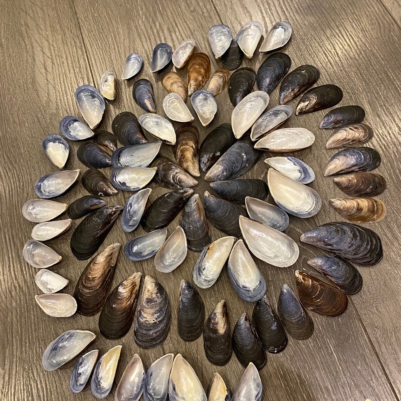 Shells for Sale - Etsy