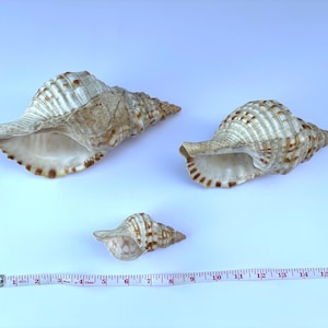 Charonia Lampas - Medium Shell - Rare Shells - Natural Shells - VINTAGE ...