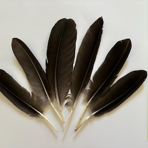 4-6 Inch Real Feathers of European Raven - Set of 12 Feathers - Small ...