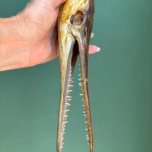 Taxidermy Garfish Head - Big Fish Head - Natural Fish Skull - Fisherman ...