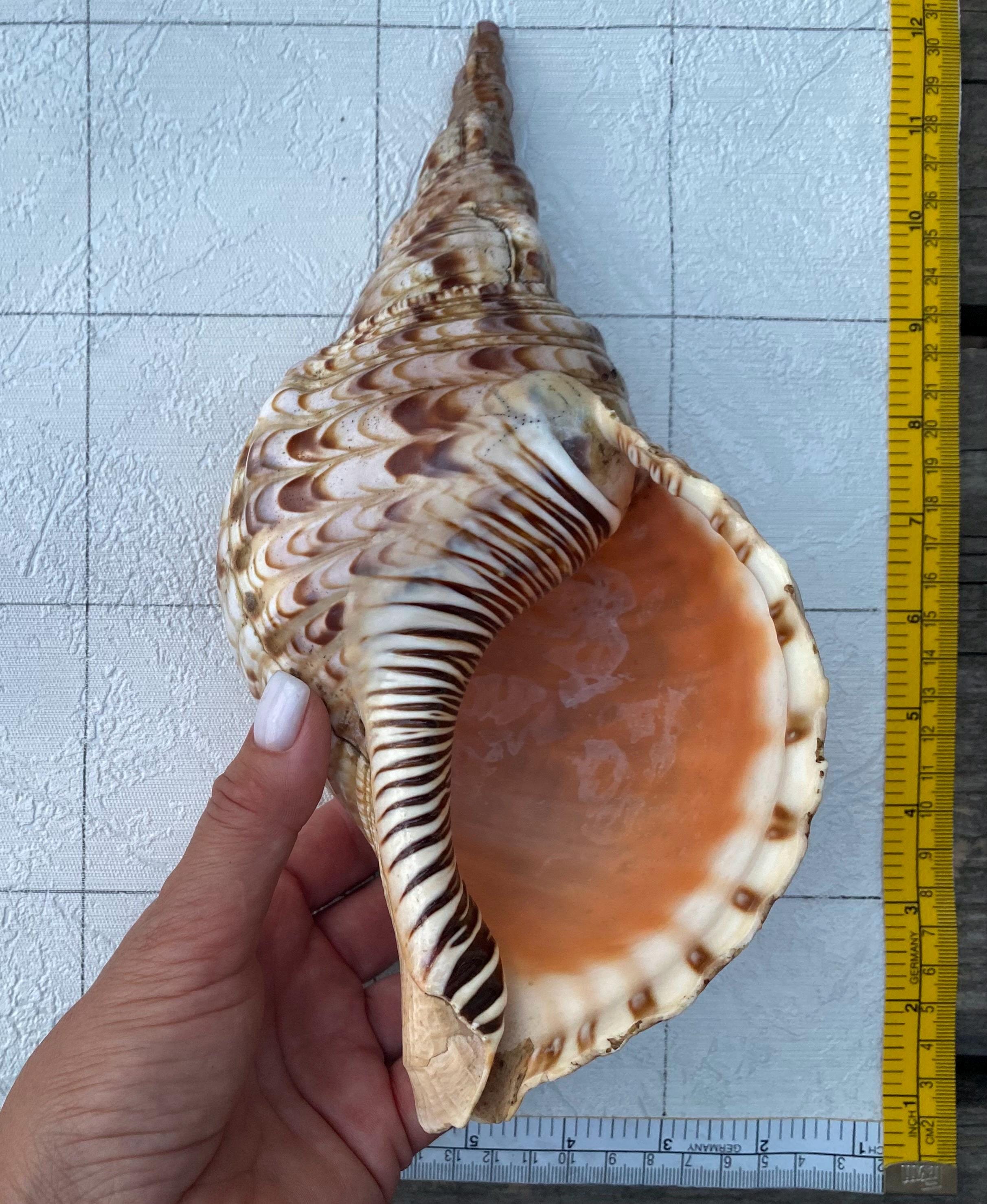 11 Inch Triton Trumpet Beautiful Shells Real Shell Natural Sea Shells ...