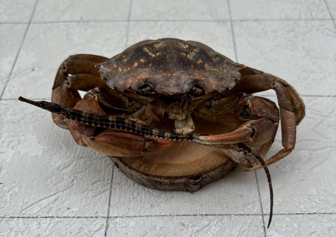 Real Crab Sea Crab Big Size Taxidermic Crab - Etsy