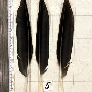 12-15 Inch Real Feathers of European Raven (corvus Corax) - Set of 3 ...