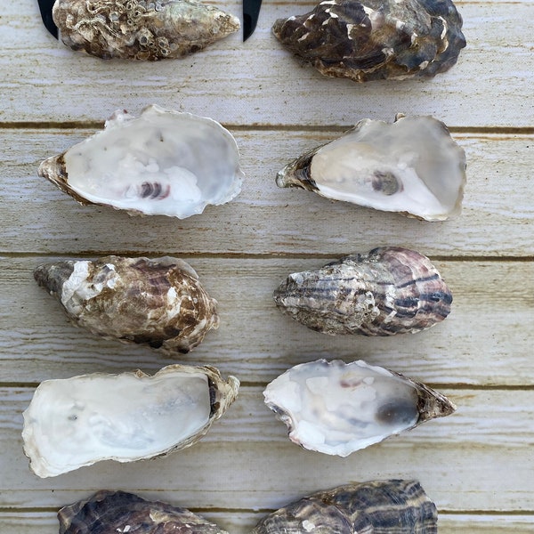 Oyster Shells Bulk - Etsy