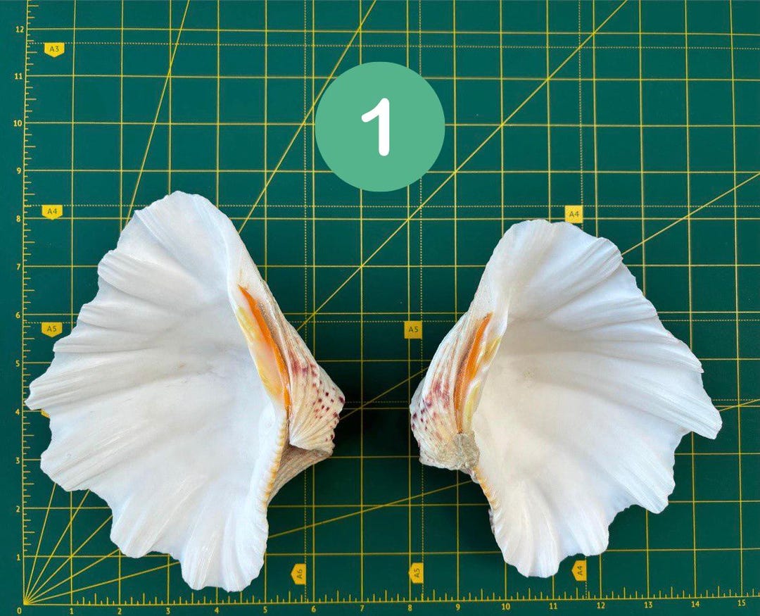 Bear Paw Clam Seashell Hippopus - Double Shell - Medium Shell - Natural ...