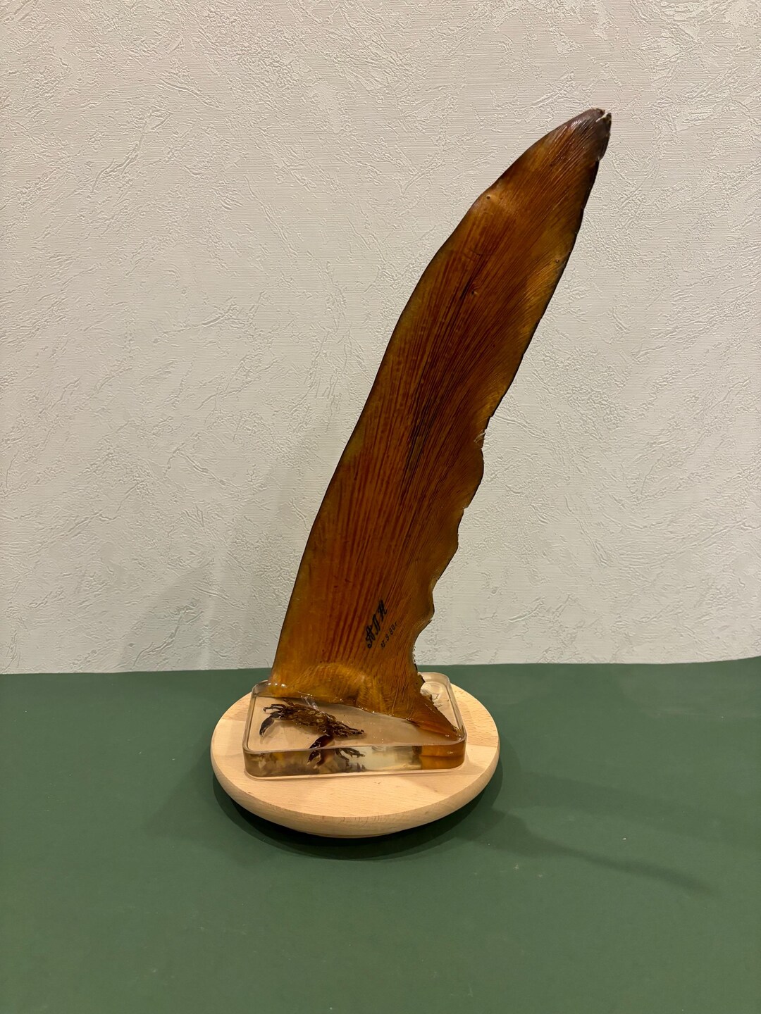 Fin of a Giant Fish- Taxidermy - Dried Fish Fin - Fish Fin on a Stand ...