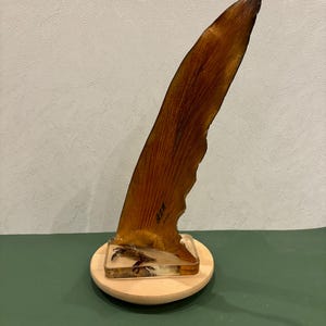 Fin of a Giant Fish- Taxidermy - Dried Fish Fin - Fish Fin on a Stand ...