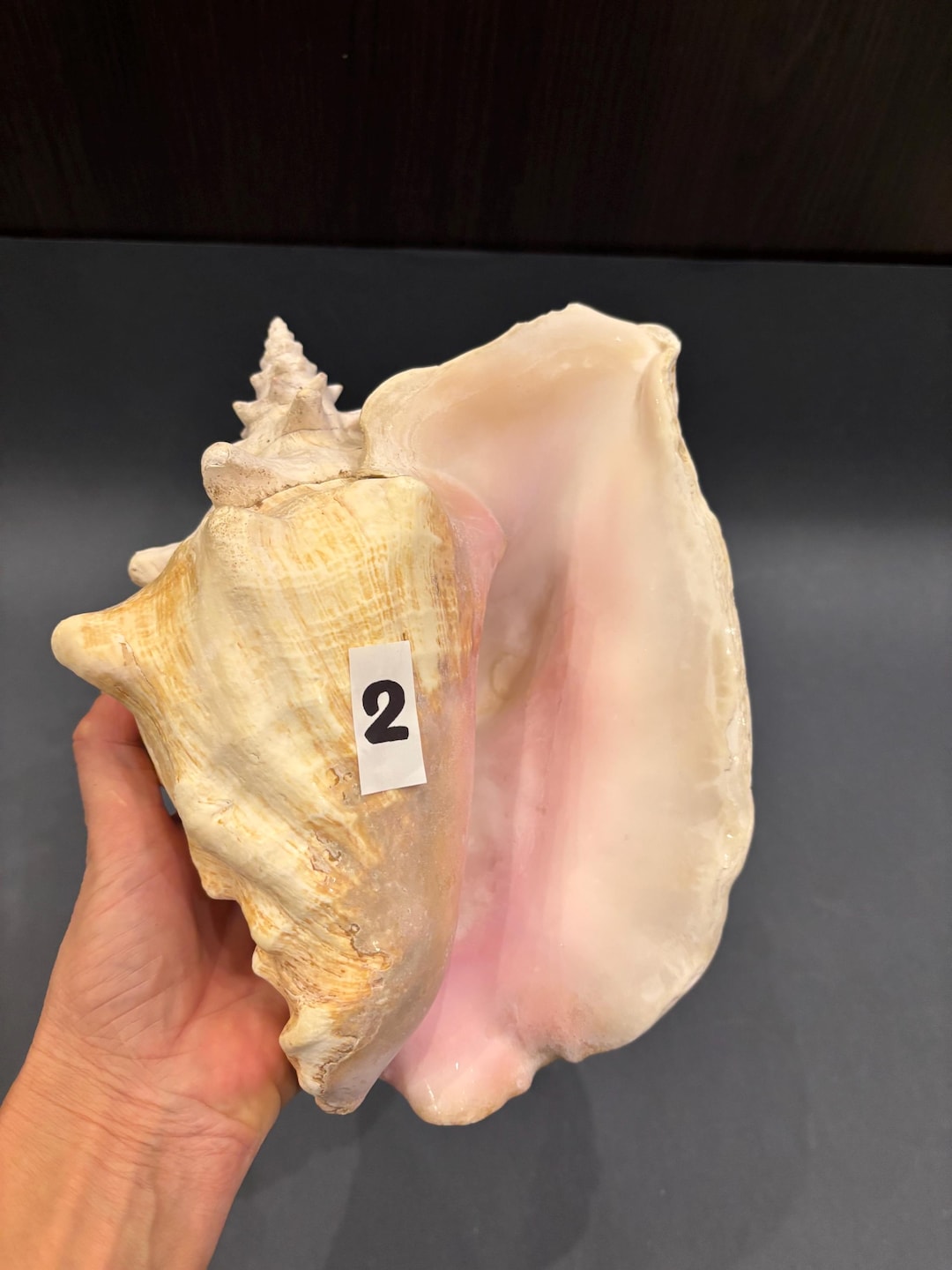 Strombus Lambi - Natural Sea Shells - Beautiful Shells - VINTAGE - Etsy