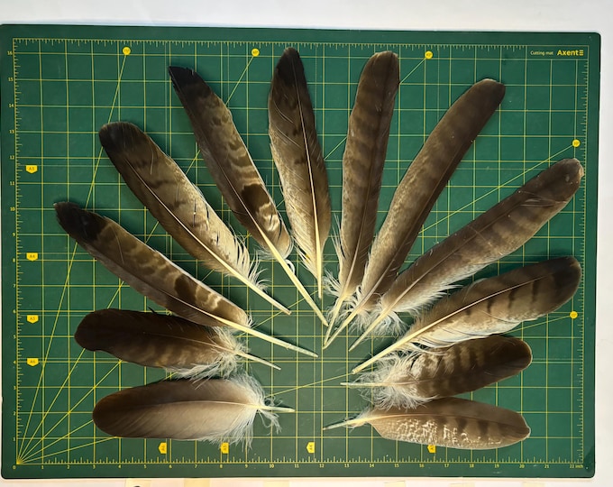 Real Feathers of Eurasian Hawk - Large and Medium Size - Natural ...