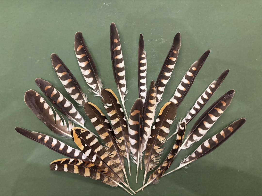 Real Feathers of Falcon - One Feather - Large and Medium Size - Natural ...