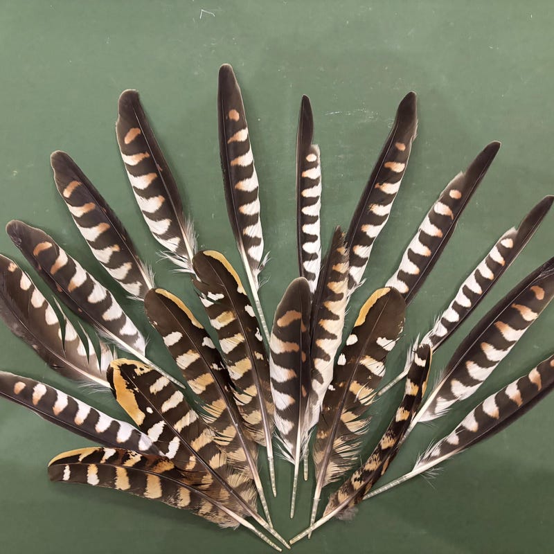 Large Feathers - Etsy