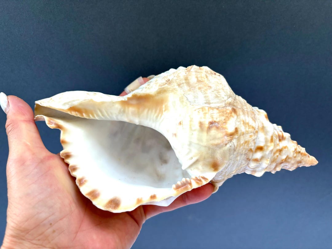 Charonia Lampas - Medium Shell - Rare Shells - Natural Shells - VINTAGE ...