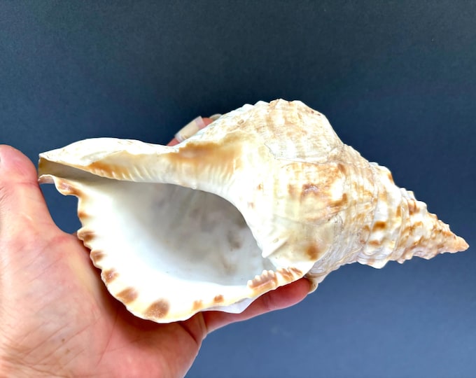 Tridacna 9 X 5.5 Inch - Clam Shell - Beautiful Shells - Natural Shells ...