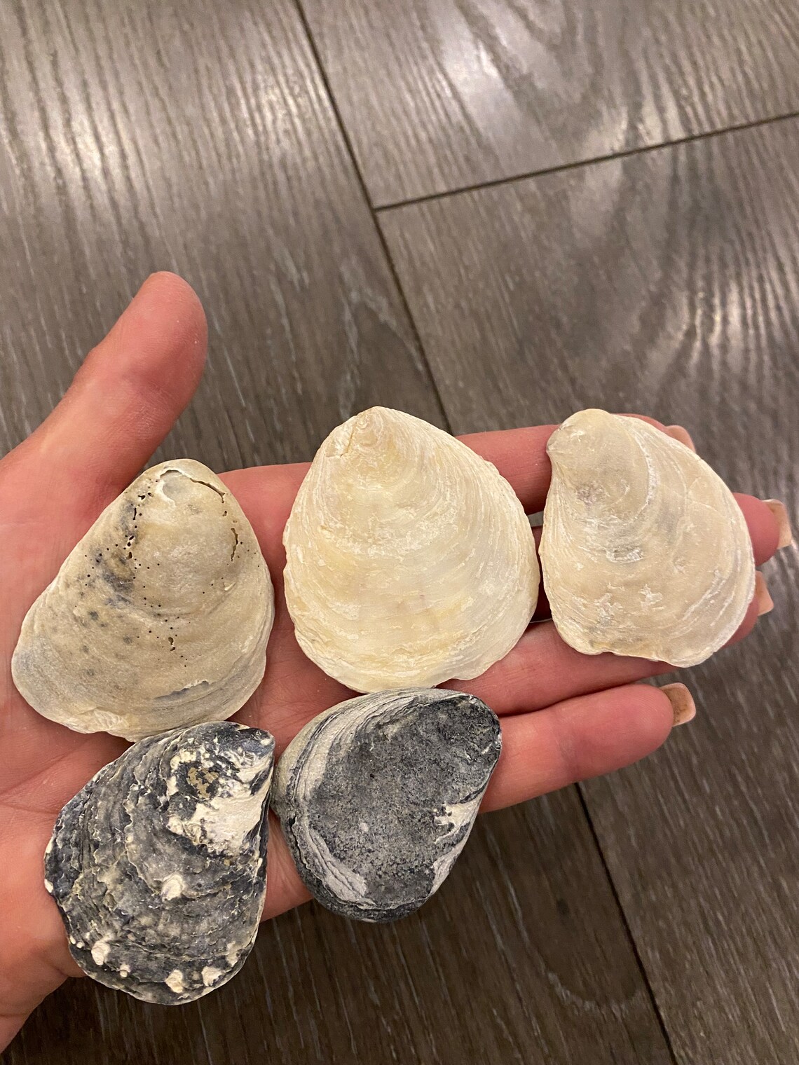 Set of 100 Sea Shells Oyster Ostrea Edulis 1-2.5 Inches Bulk Seashells ...