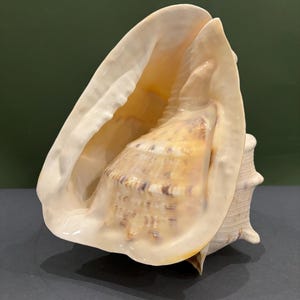 10 X 7 Inch Cassis Cornuta - Large Shell - Beautiful Shells - Natural ...