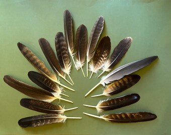 Real Feathers of Falcon - One Feather - Large and Medium Size - Natural ...