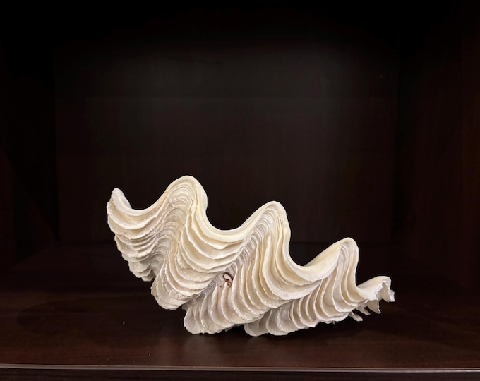 Tridacna 9 X 5.5 Inch - Clam Shell - Beautiful Shells - Natural Shells ...