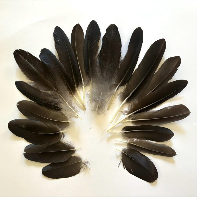 Real Eagle Feathers - Etsy