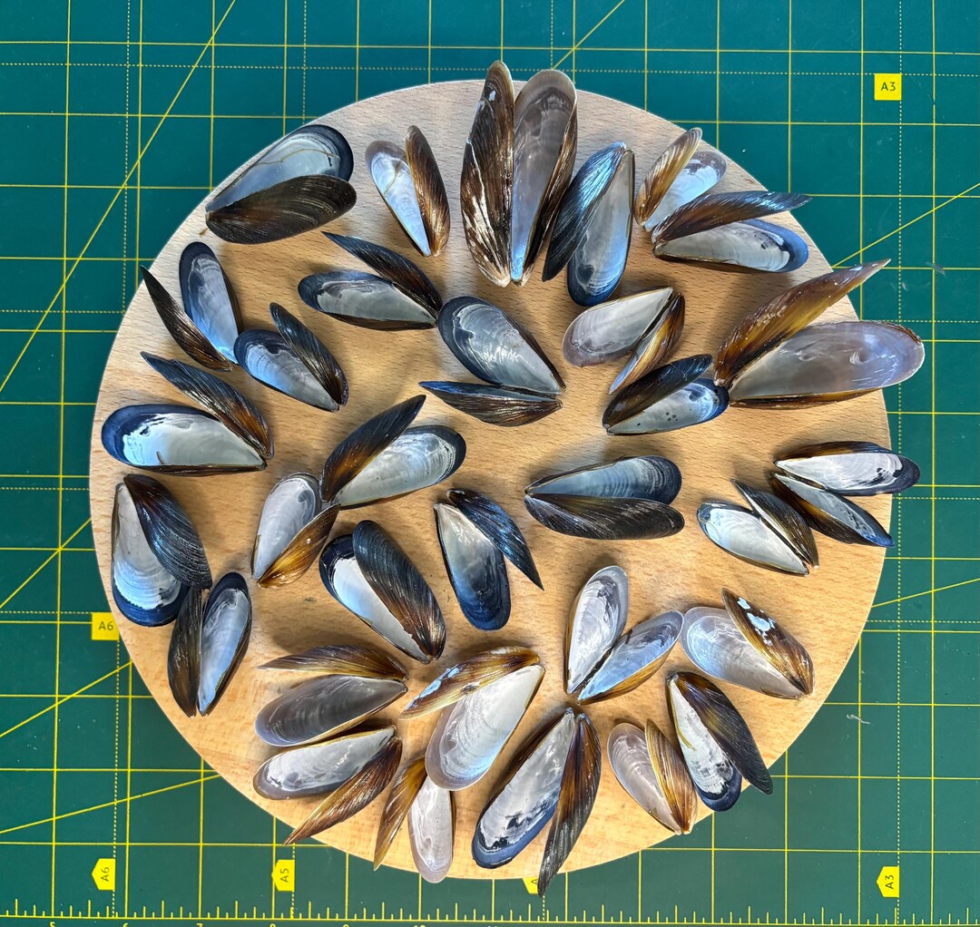 20; 50 Double Mussel Shells About 1.5 - 2 in - Natural, Eco Friendly ...