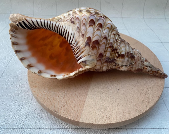 11 Inch Triton Trumpet - Beautiful Shells - Real Shell - Natural Sea ...
