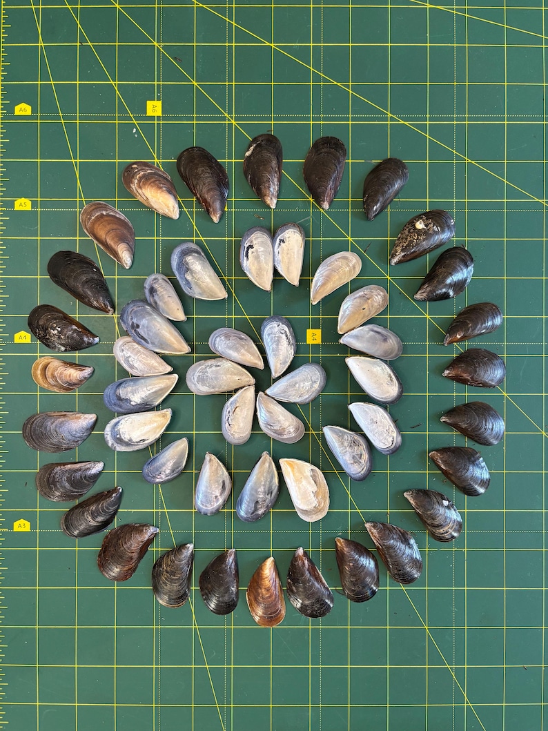 Set of 100 Mussel Shells About 1.5 - 2 in - Natural, Eco Friendly Sea ...
