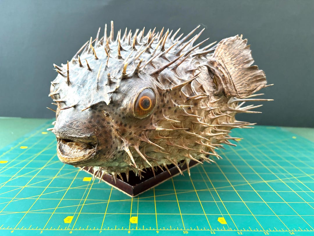 Giant Dried Diodon Hystrix - Taxidermy - Dried Fish - Fish on a Stand ...