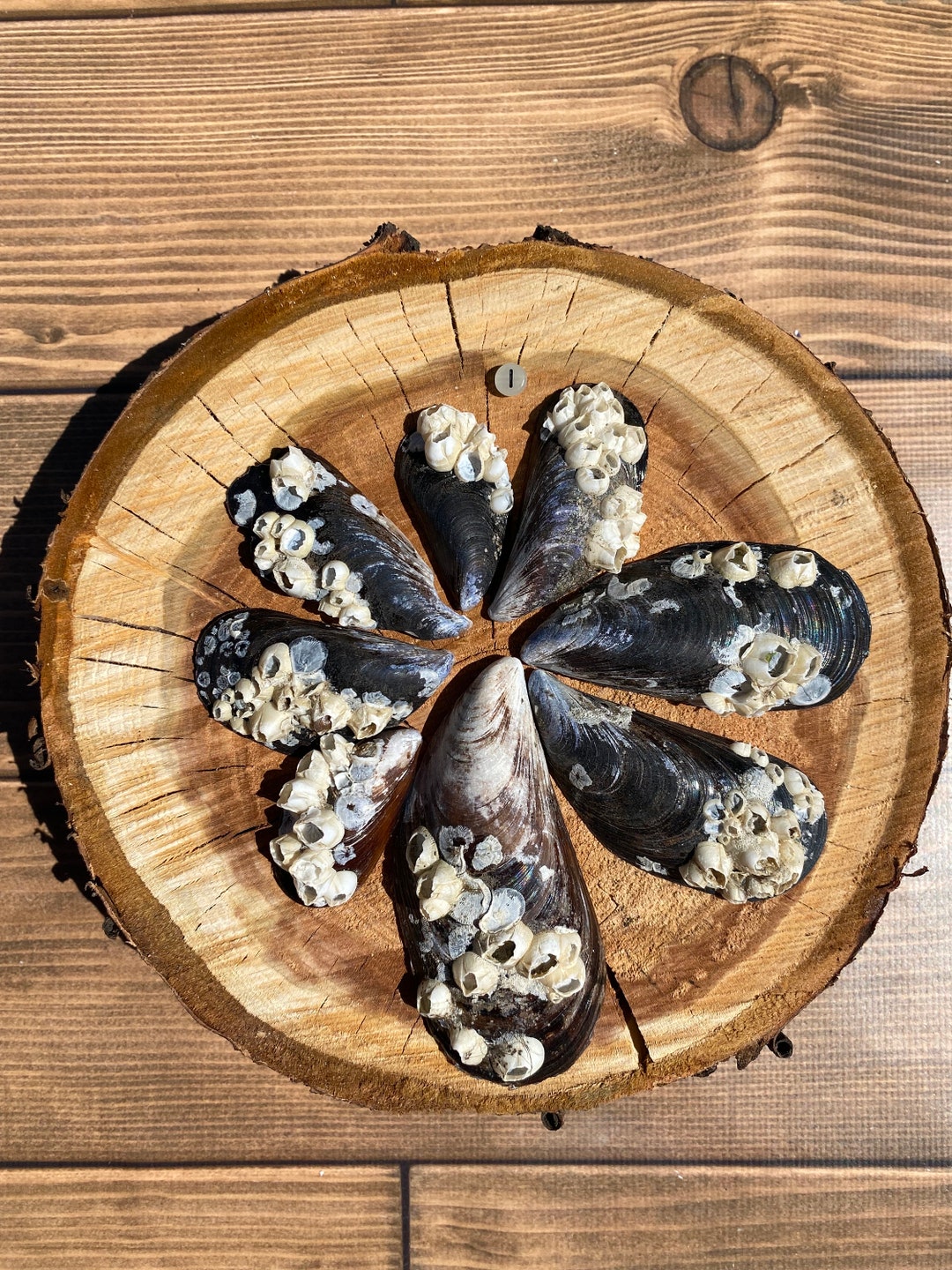 8 Barnacle Mussel Shells Natural, Eco Friendly Sea Shell Seashells for ...