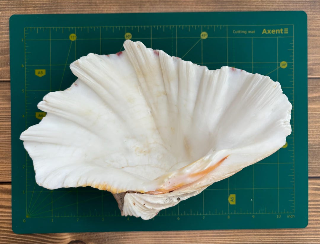 Clam Seashell Hippopus - Bear Paw Seashell - Large Shell - Beautiful ...