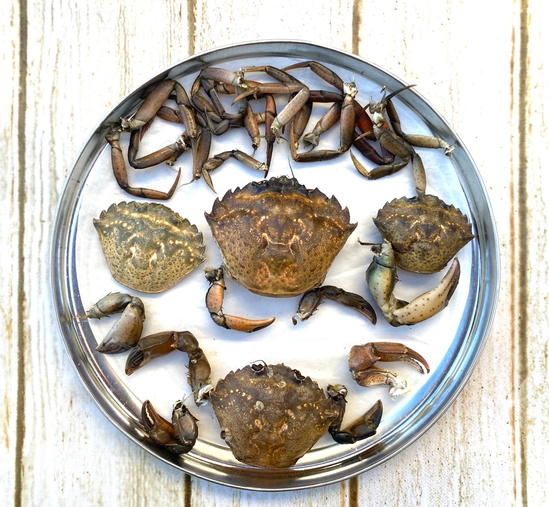 Real Crab Shell Crab Parts Medium Size Set of 4 Sea Crab Shells - Etsy