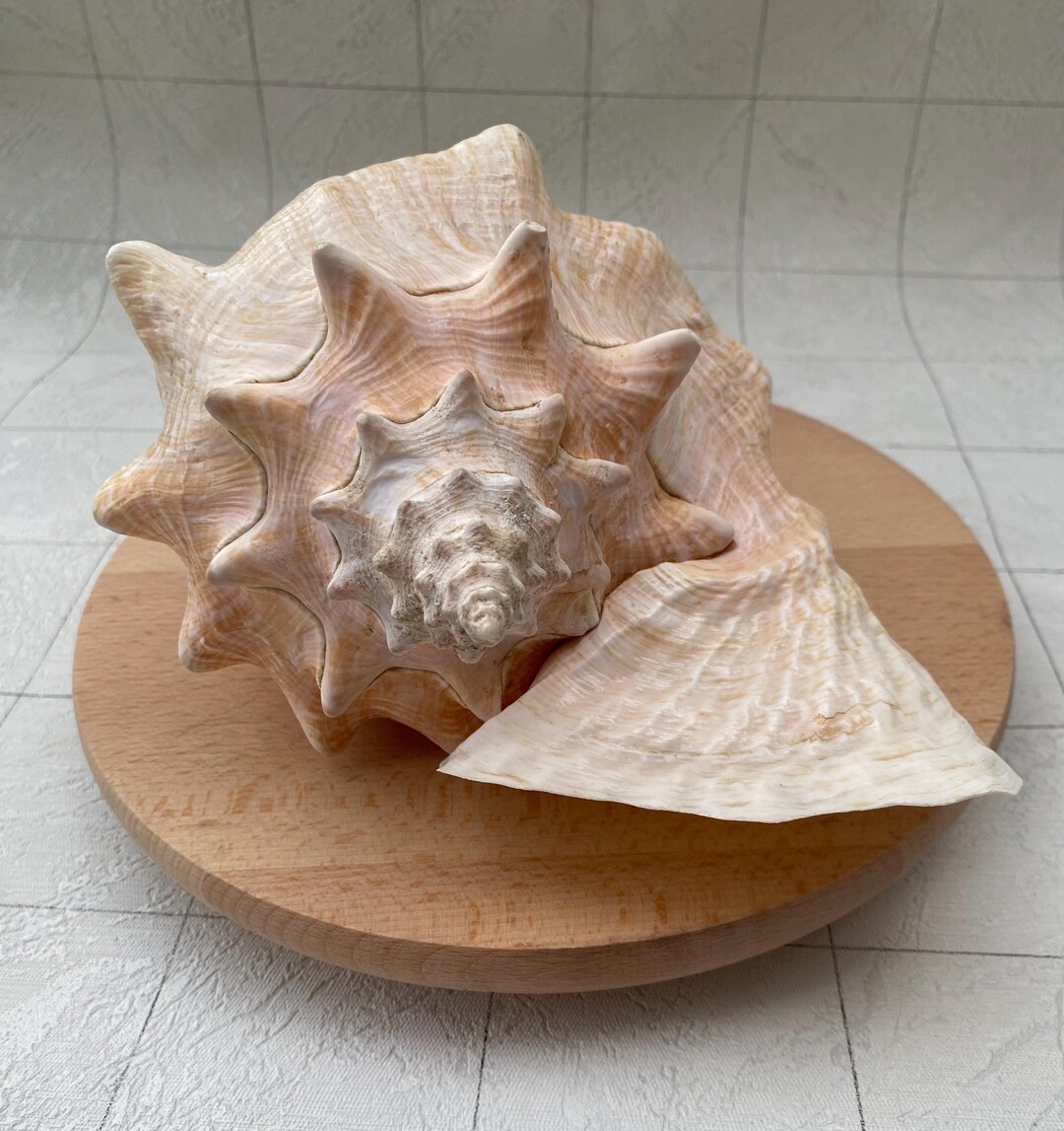 10x7 Inch Giant Strombus Lambi - Large Shell - Beautiful Shells ...