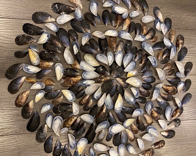200 Mussel Shells - Natural, Eco Friendly Sea Shell - Bulk Seashells ...
