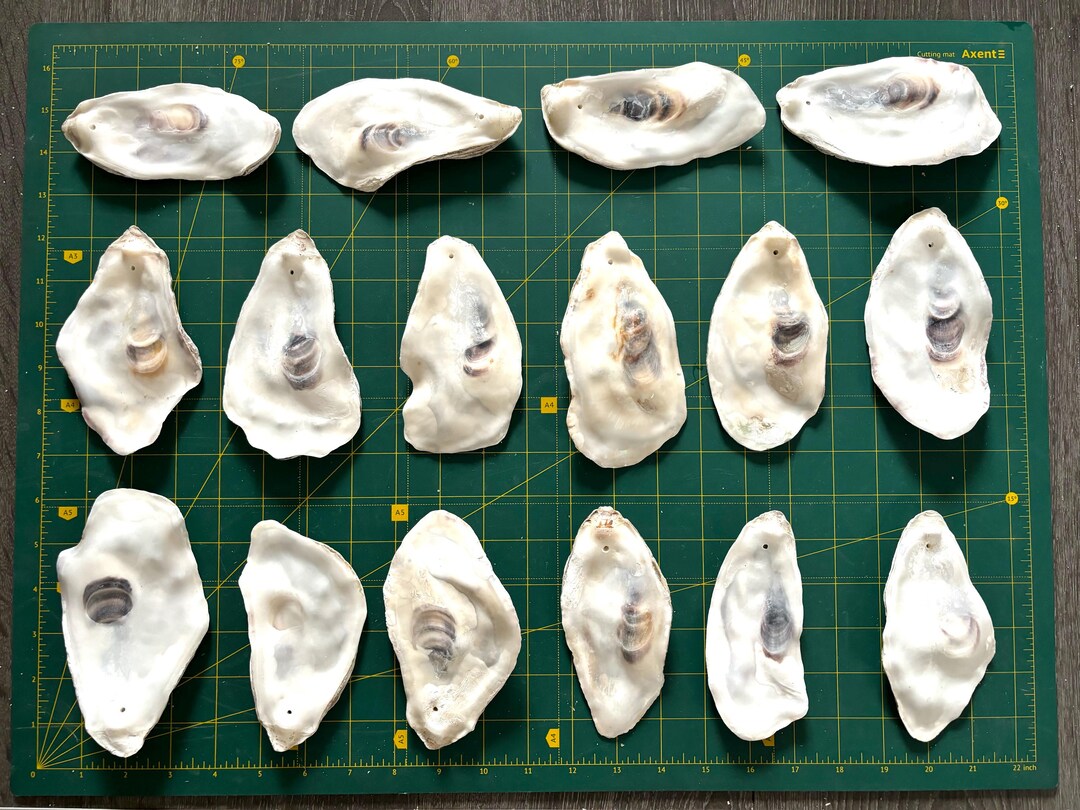 5"+ Drilled Set of 20 Cleaned Flat Sashes Oyster Shells - Polished ...