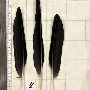12-15 Inch Real Feathers of European Raven (corvus Corax) - Set of 3 ...