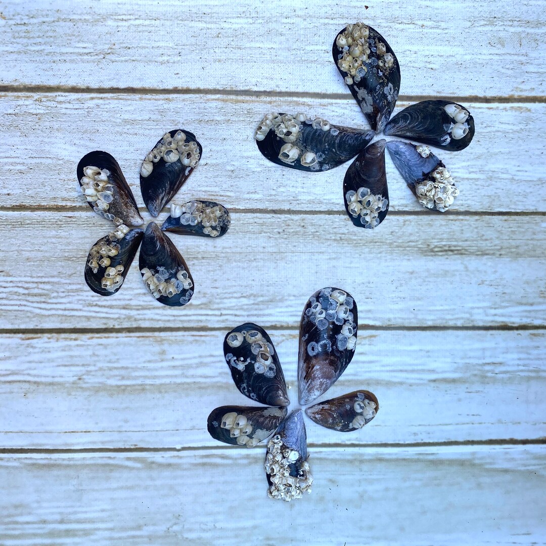 15 Barnacle Mussel Shells Natural, Eco Friendly Sea Shell Seashells for ...