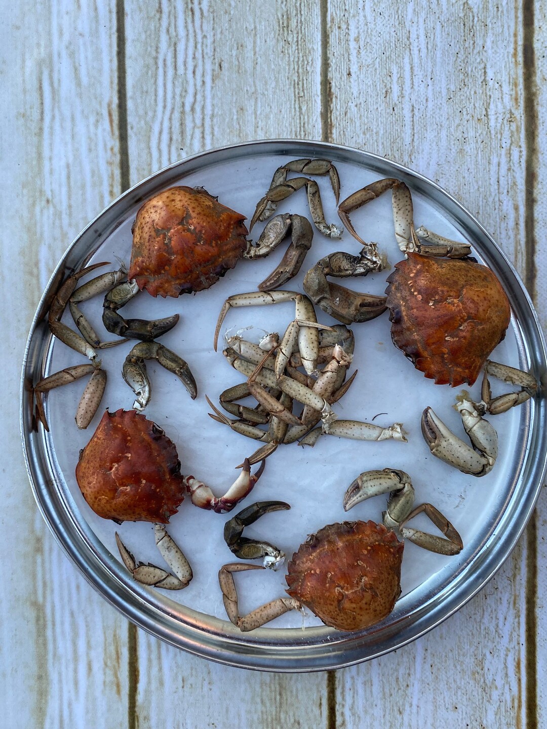 Real Crab Shell Crab Parts Medium Size Set of 4 Sea Crab Shells - Etsy