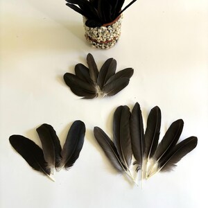 4-6 Inch Real Feathers of European Raven - Set of 12 Feathers - Small ...