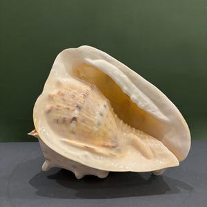 10 X 7 Inch Cassis Cornuta - Large Shell - Beautiful Shells - Natural ...