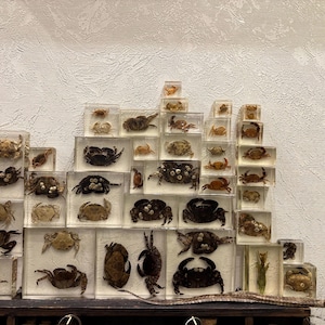 Mystery Oddities of Taxidermy - Sea Set - Collectibles - Different ...