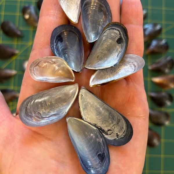 Mussel Shells - Etsy