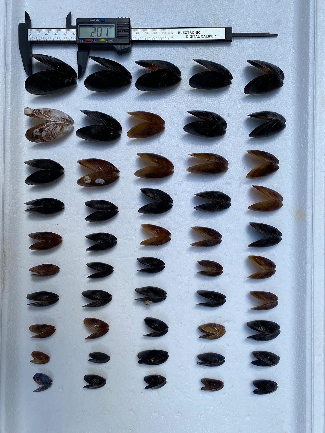 50 Double Mussel Shells About 1- 2 Inch - Natural, Eco Friendly Sea ...