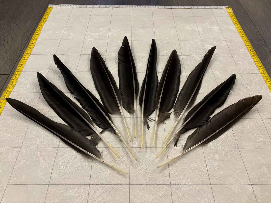 European Raven Feathers (12-14 Inch) - Set of 3 Large Natural Plumage ...
