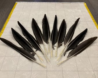 12-15 Inch Real Feathers of European Raven (corvus Corax) - Set of 3 ...