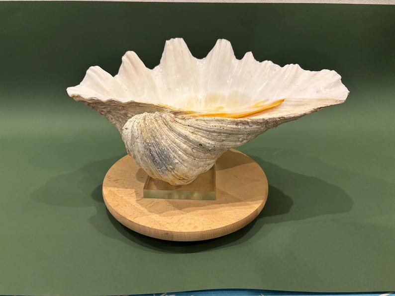 Vintage XL Hippopus Clam Seashell - 15in Pacific Ocean Shell - Etsy