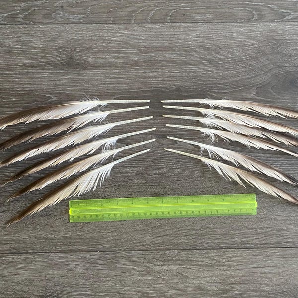 Seagull Feather - Etsy
