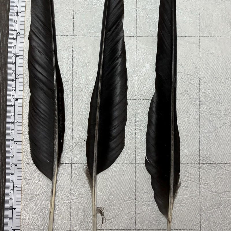Large Feathers - Etsy