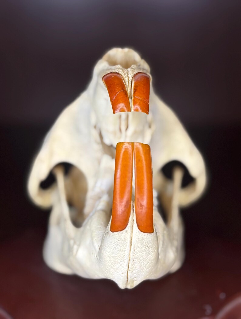 Nutria Skull - Taxidermy - VINTAGE - Etsy