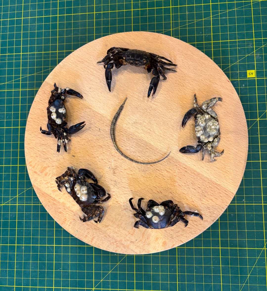 Set of 5 Sea Crab - Real Dried Crab - Small Size - Etsy