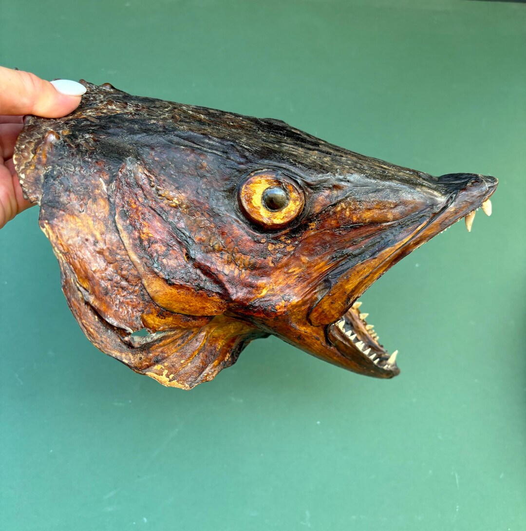 Taxidermy Barracuda Head - Big Fish Head - Natural Fish Skull ...